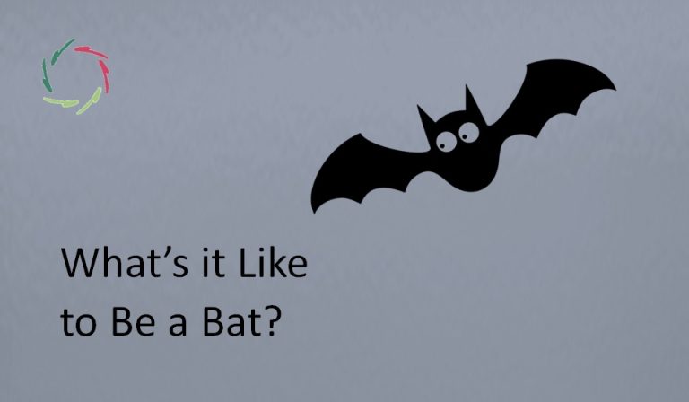 What’s it Like to Be a Bat?